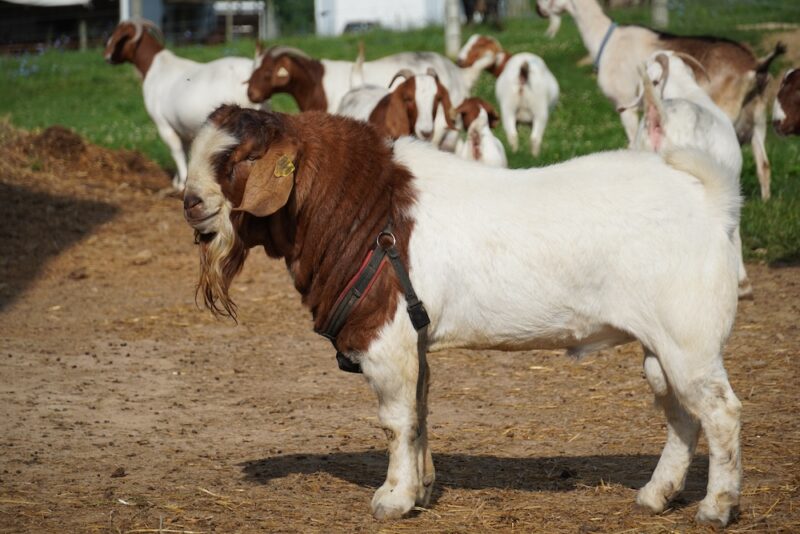 Year-Round Goat Care: How to Take Care of Goats - Ellinger Boer Goats