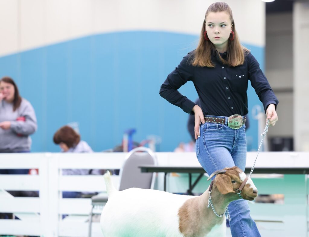 Mastering Goat Showmanship: Expert Tips for Winning in the Ring