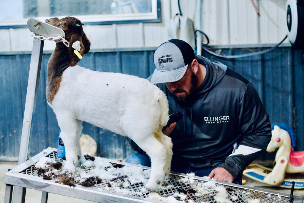 Boer Goat Grooming Tips: How to Prepare Your Goat for Show Day
