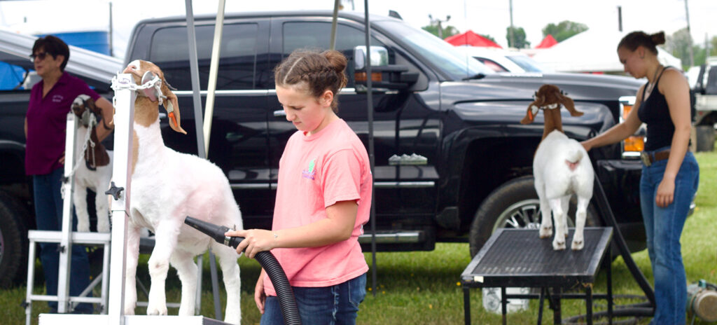Boer Goat Grooming Tips: How to Prepare Your Goat for Show Day