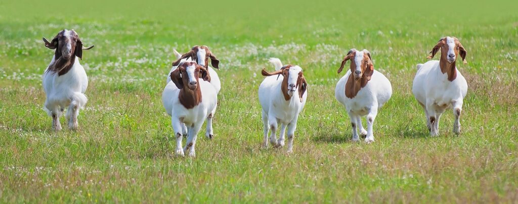 Managing Breeding Cycles for Higher Fertility in Boer Goats | EBG