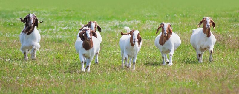 Managing Breeding Cycles for Higher Fertility in Boer Goats | EBG