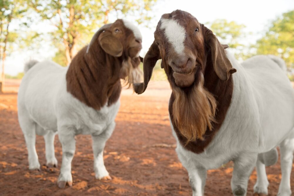 Managing Breeding Cycles for Higher Fertility in Boer Goats | EBG
